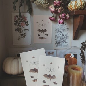Bats of Autumn Natural History Print 4x6 on Linen Paper Dark ...