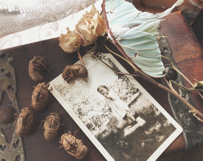 10 Cicada Exoskeletons | Mixed Media Crafts | for Cabinet of ...