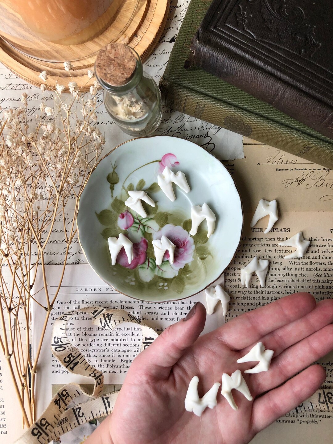 1 Large Coyote Molar Real Animal Teeth Curiosity Cabinet - Etsy