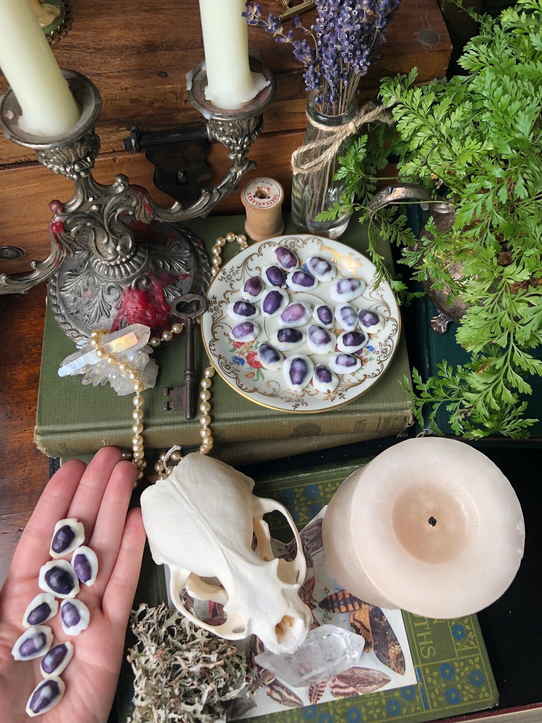 5 Purple Top Cowrie Shells | Shell Collecting | Divination | Charm ...