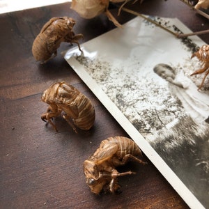 10 Cicada Exoskeletons Mixed Media Crafts for Cabinet of Curiosities ...