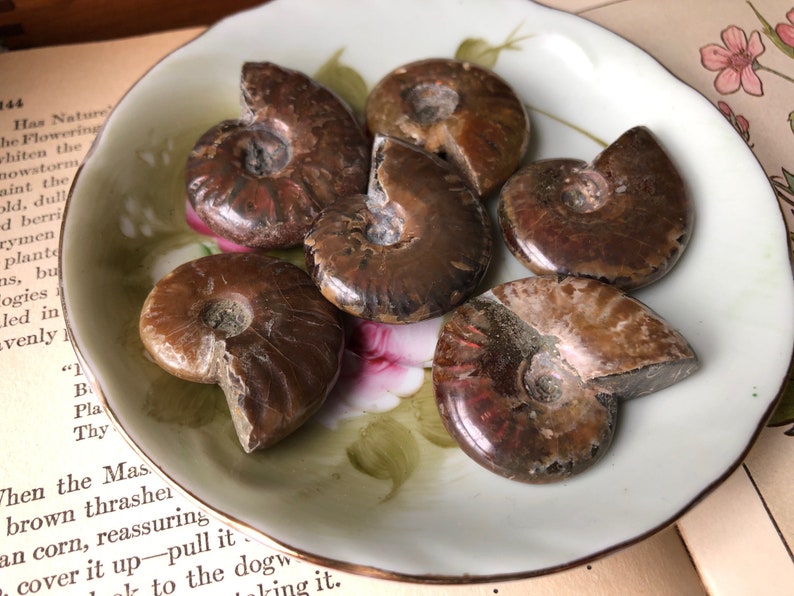 Whole Polished Ammonite Crystallized Fossil Real Cephalopods - Etsy