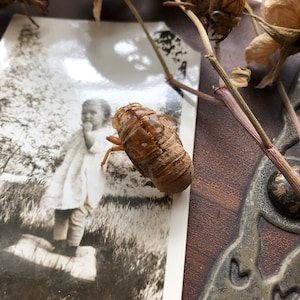 10 Cicada Exoskeletons Mixed Media Crafts for Cabinet of Curiosities ...