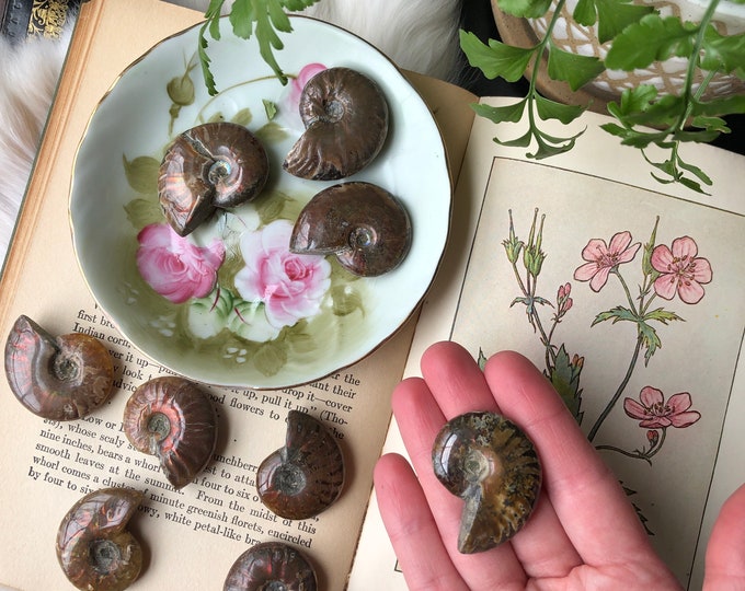 Whole Polished Ammonite Crystallized Fossil A Grade Real Cephalopods ...