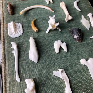 Bone Casting & Collecting Mystery Box Osteomancy Bone Divination Bones for Jewelry Jewelry ...