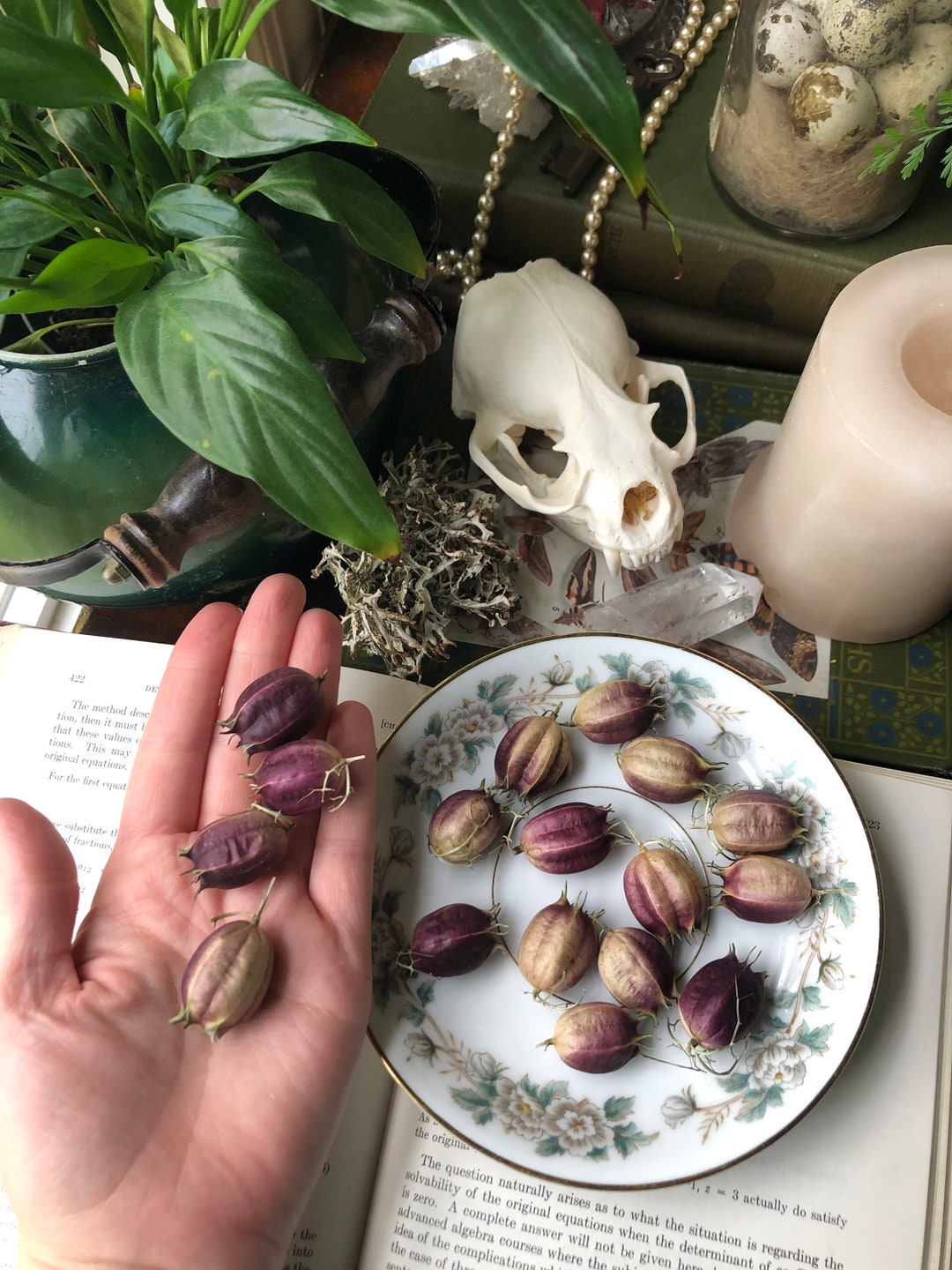 15 Devil-in-the-bush Flower Seed Pods | Love-in-a-mist | Nigella ...