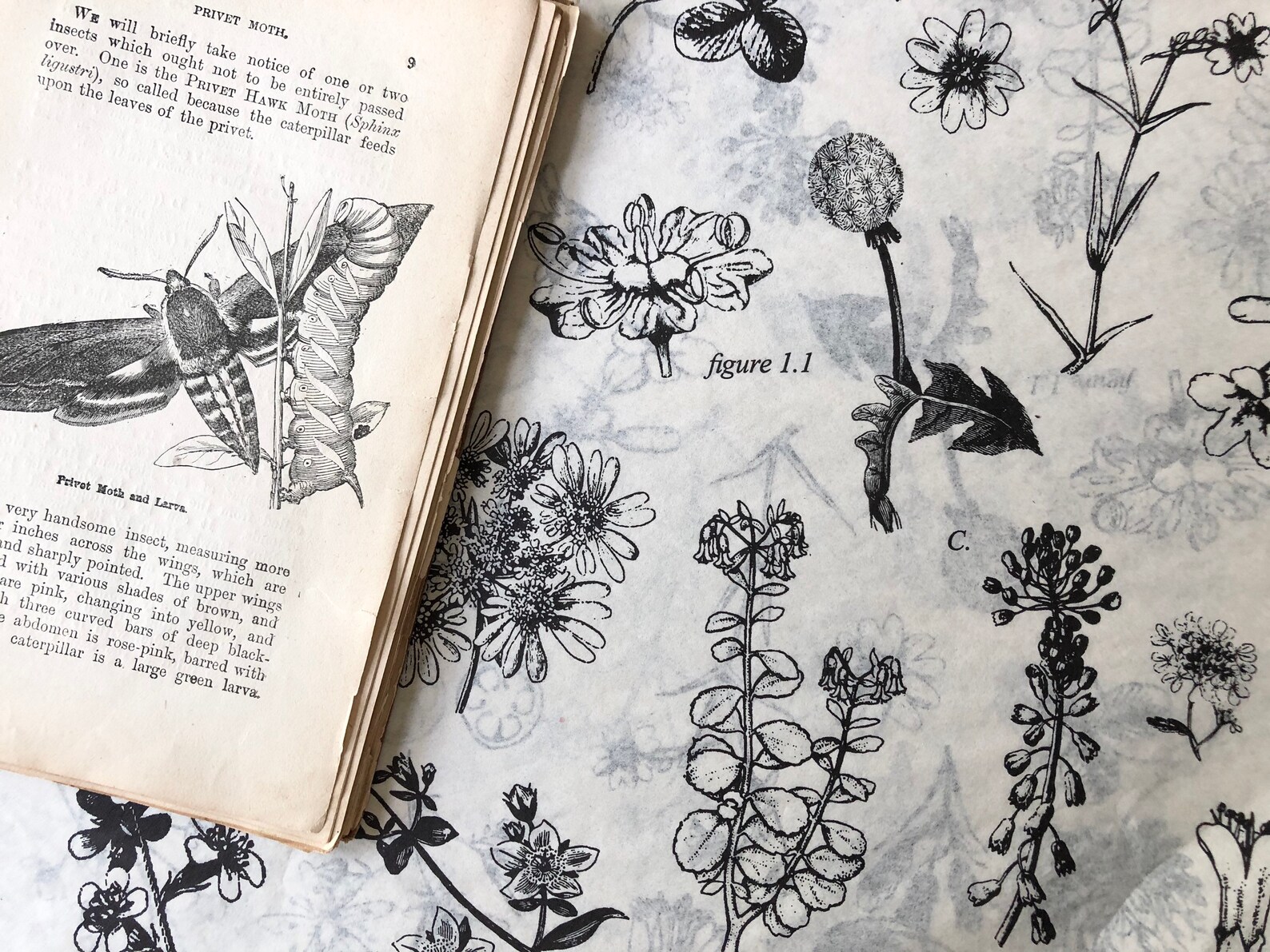 100% Recycled Botanical Tissue Paper 60 Sheets 20 X - Etsy