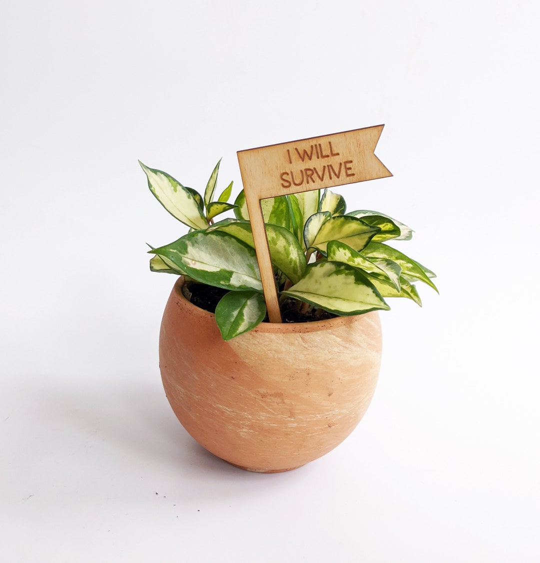 Plant Pick, I Will Survive, Houseplant Tag, Plant Marker, Plant Stake ...