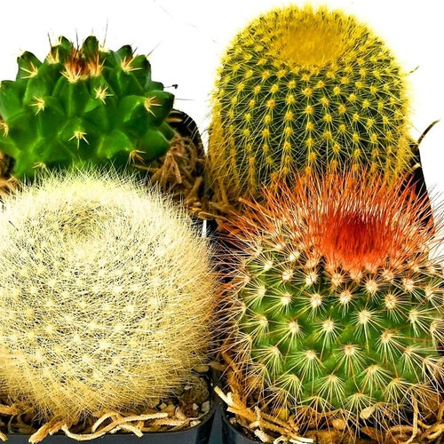 4 Mini Cactus Plants in Plastic Planters 2 Inch Growers Pots - Etsy