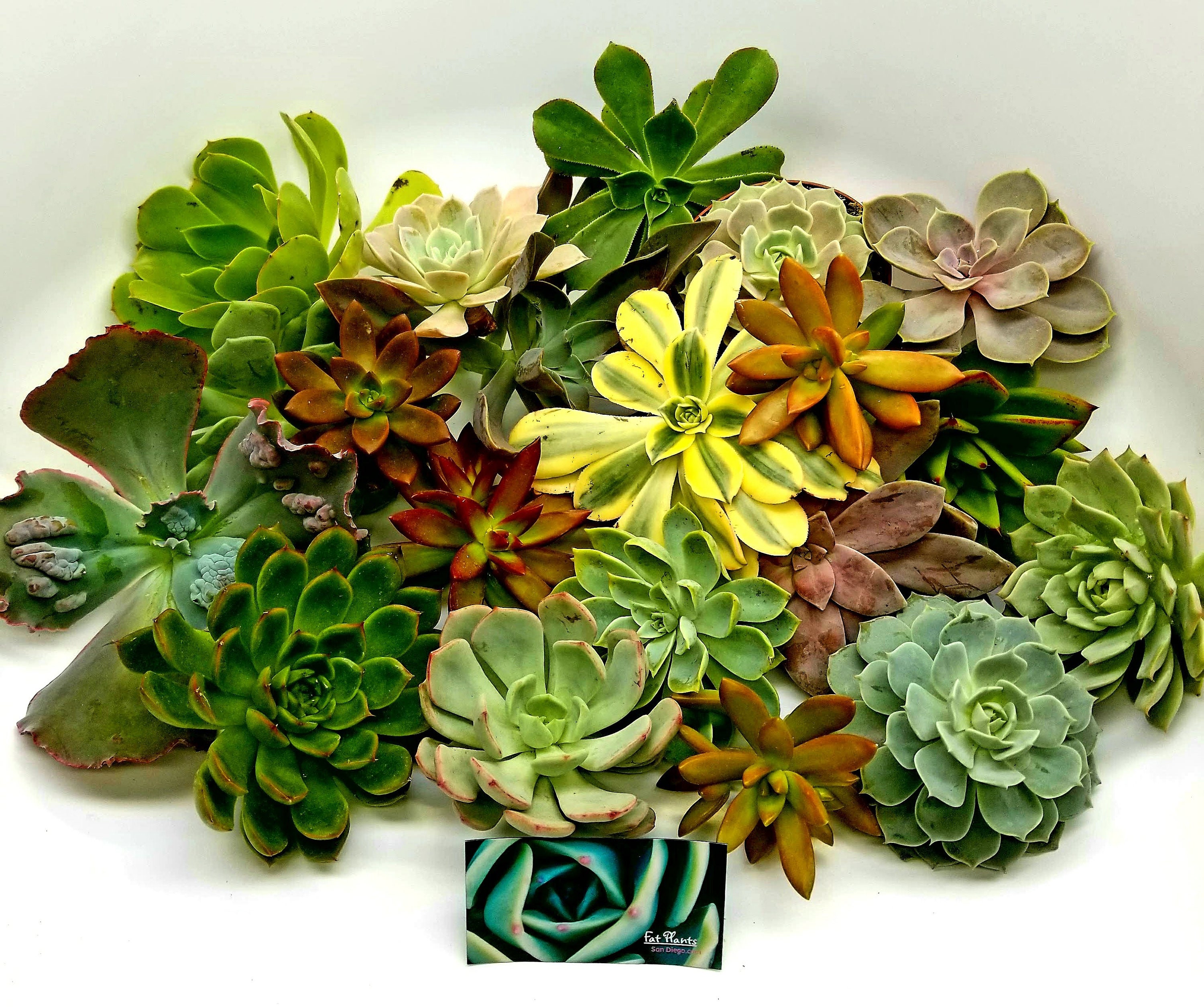 Mini Succulent Cuttings Variety Packages | Etsy