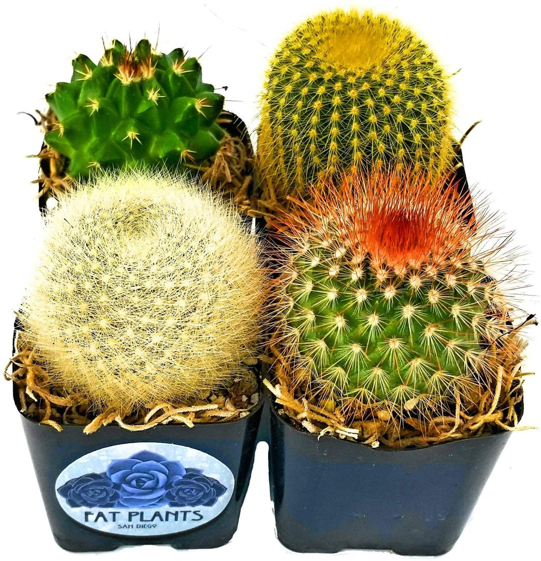 4 Mini Cactus Plants in Plastic Planters - 2 Inch Growers Pots - Etsy
