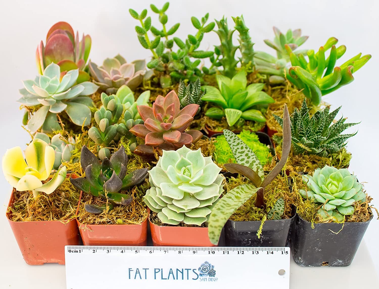 Mini Variety Pack (12) - Etsy