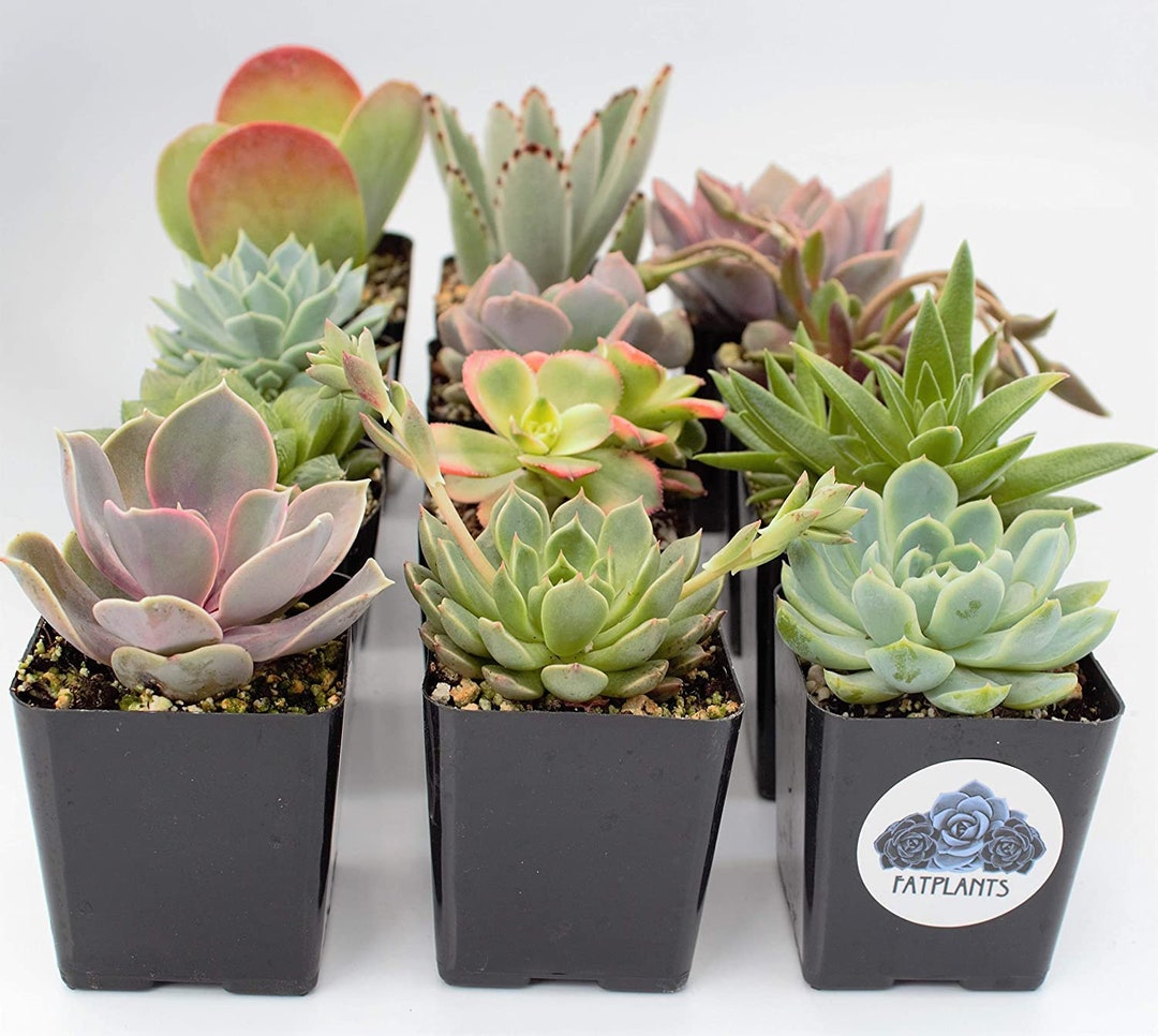 Mini Variety Pack (12) - Etsy