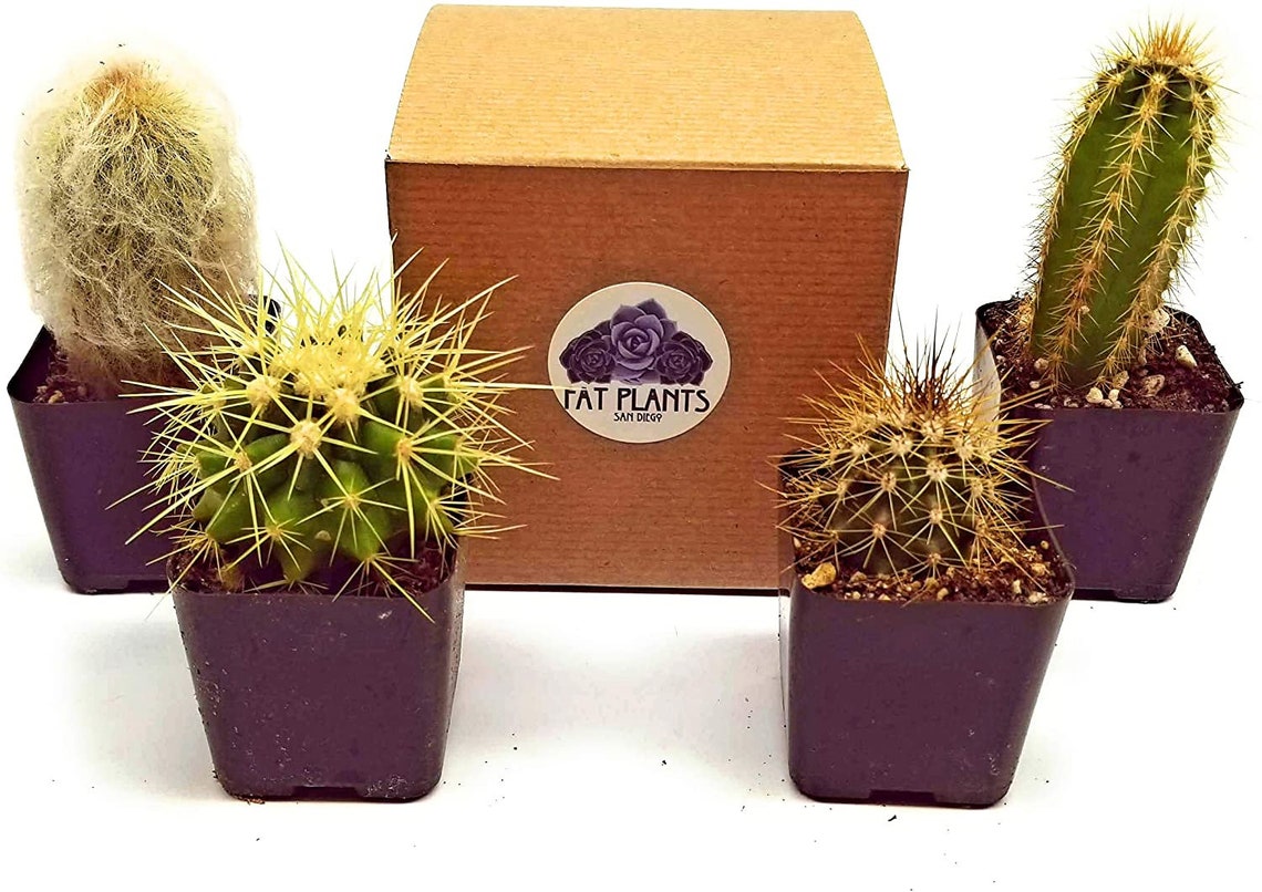 2.5'' Cacti Variety Pack 4 | Etsy