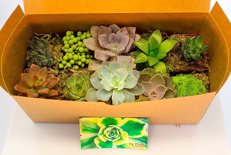 10 Mini Variety - Etsy