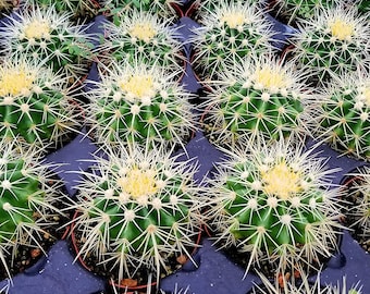 4 Mini Cactus Plants in Plastic Planters 2 Inch Growers Pots - Etsy