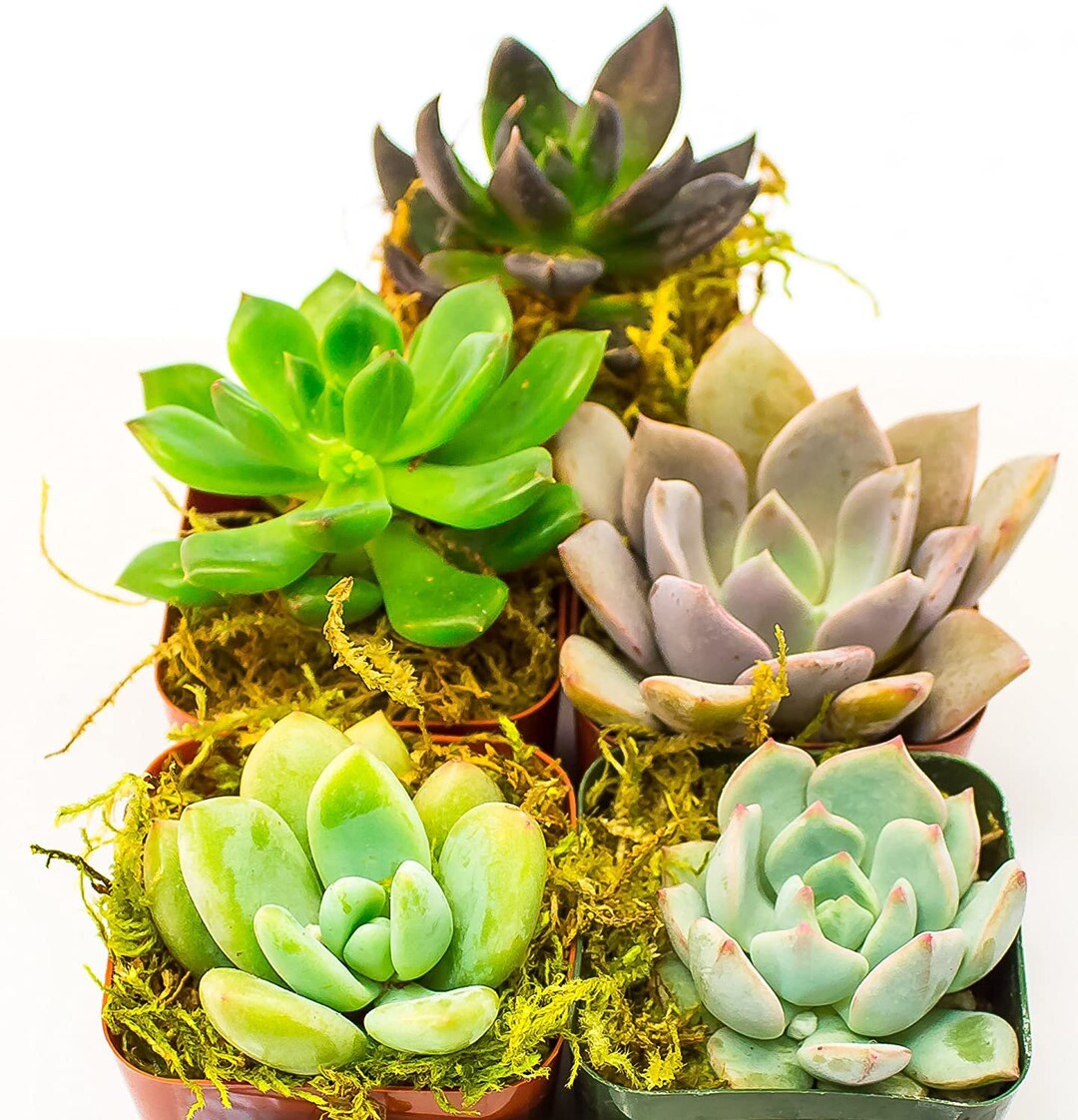 10 Rose Variety Pack - Etsy