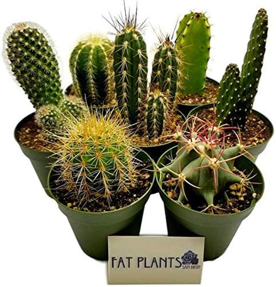 Cacti Variety Pack 8 | Etsy