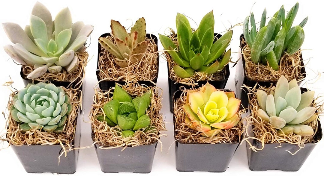 Mini Variety Pack (8) - Etsy