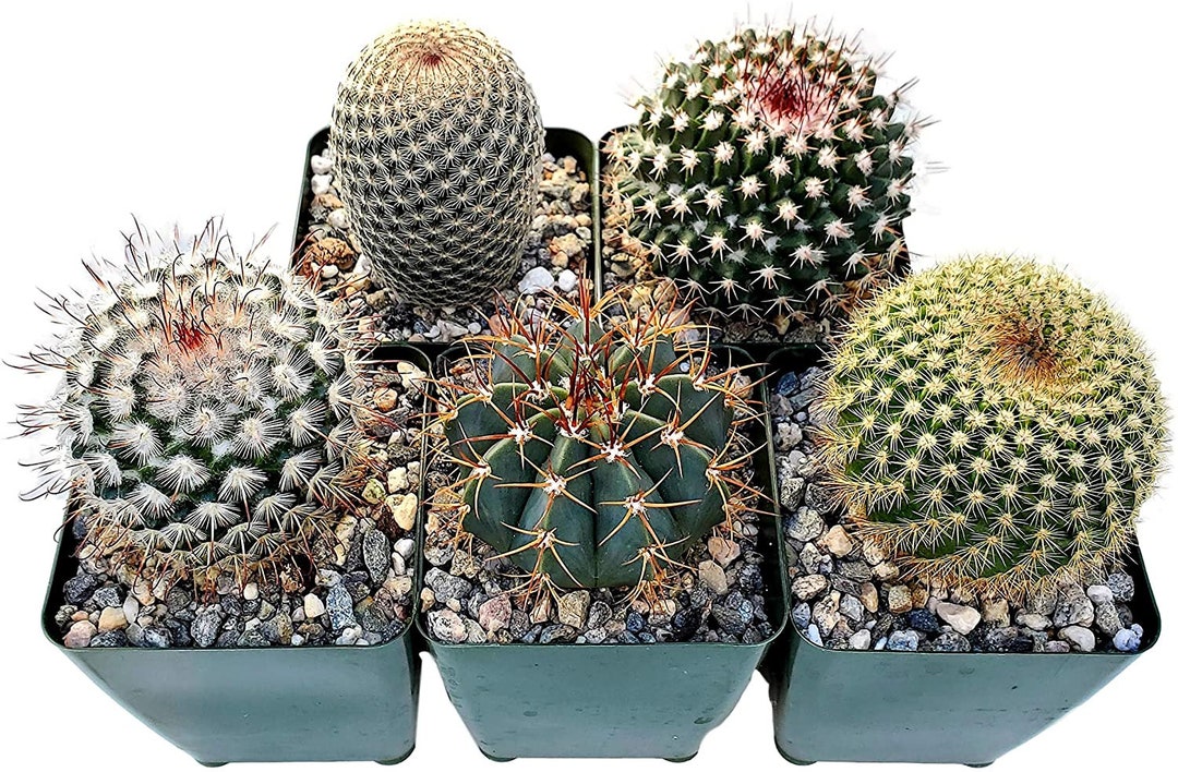 Cacti Variety Pack (5) - Etsy