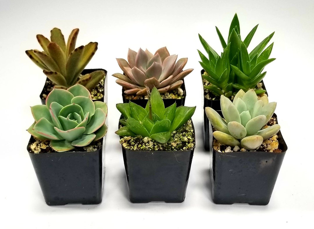 Fat Plants San Diego Succulent Plants - Etsy