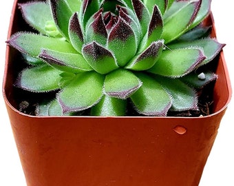 4 Mini Cactus Plants in Plastic Planters 2 Inch Growers Pots - Etsy