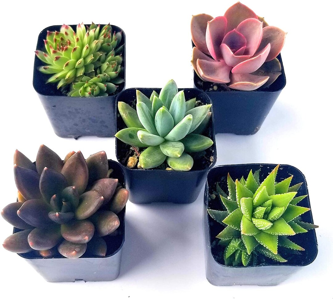 Mini Variety Pack (5) - Etsy