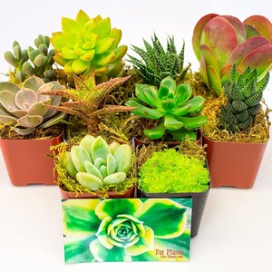10 Mini Variety - Etsy