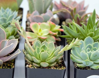 4 Mini Cactus Plants in Plastic Planters 2 Inch Growers Pots - Etsy