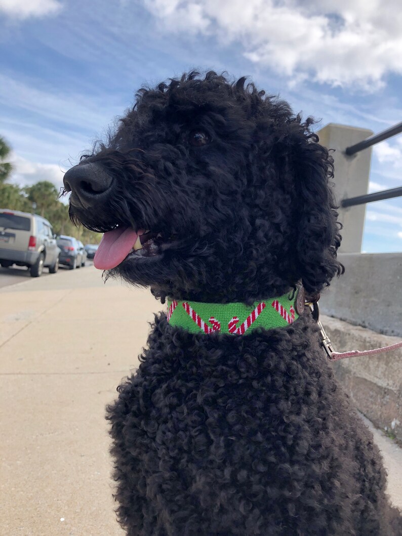 Cute and Cool Dog Collars for Male and Female Dogs Leather | Etsy