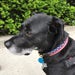 Personalized Dog Collar Jolly Roger Custom Gifts for Dog - Etsy