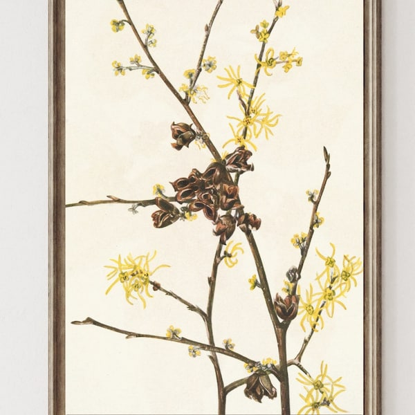 Witch Hazel Plant - Etsy
