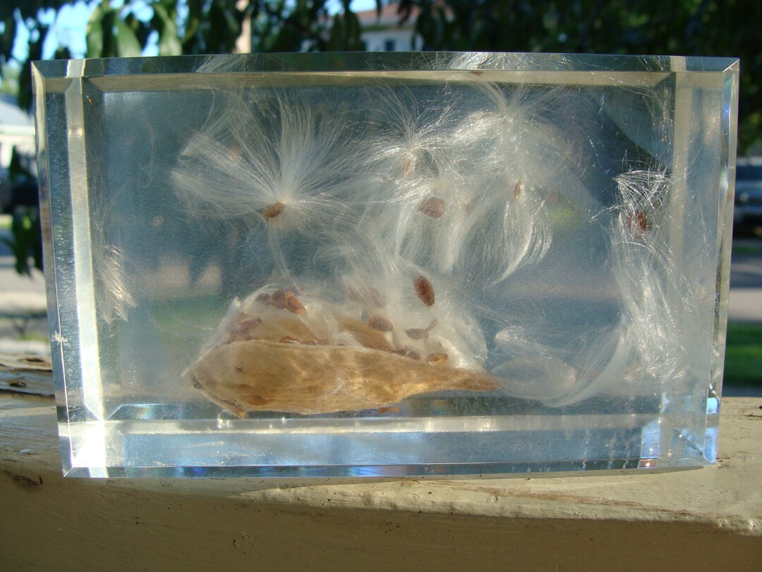 Art Acrylic Lucite Paperweight Incapsulated Milkweed Sculpture Make A ...