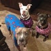 Dog Pajama Xl Pitbull Size Only *digital* Download SEWING Pattern, Not ...