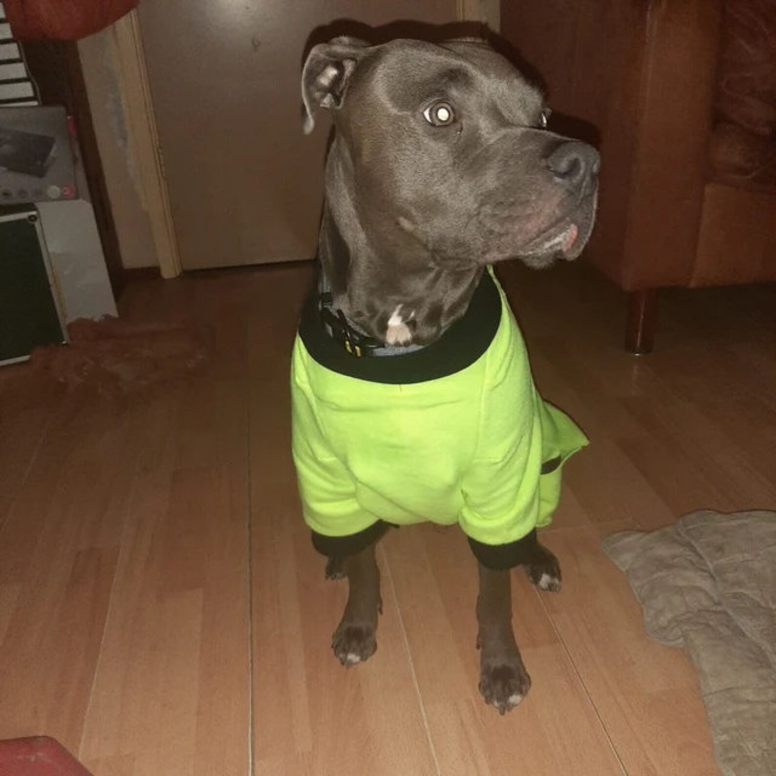 Dog Pajama Xl Pitbull Size Only digital Download SEWING - Etsy