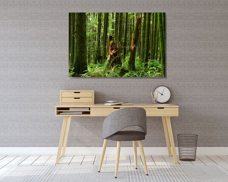 SPLINTERED LIGHT Vancouver Island Rain Forest. - Etsy