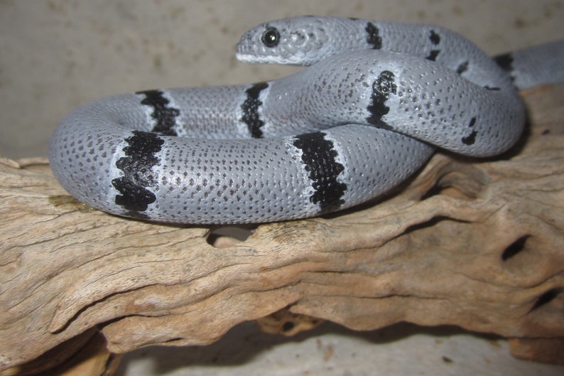 Grey-banded Kingsnake on Cholla - Etsy