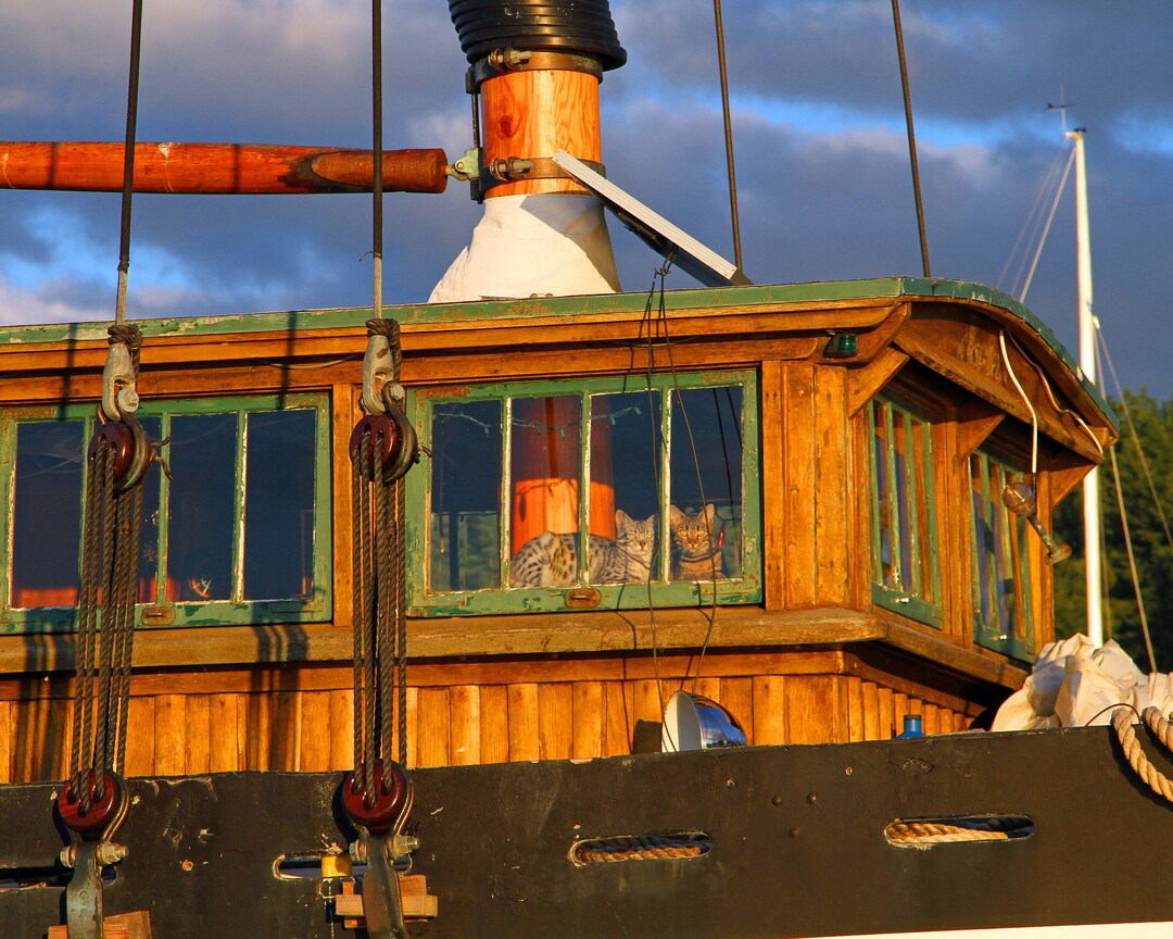 BOAT CAT SAILBOAT Photo | San Juan Islands Print | Cats on Boat ...