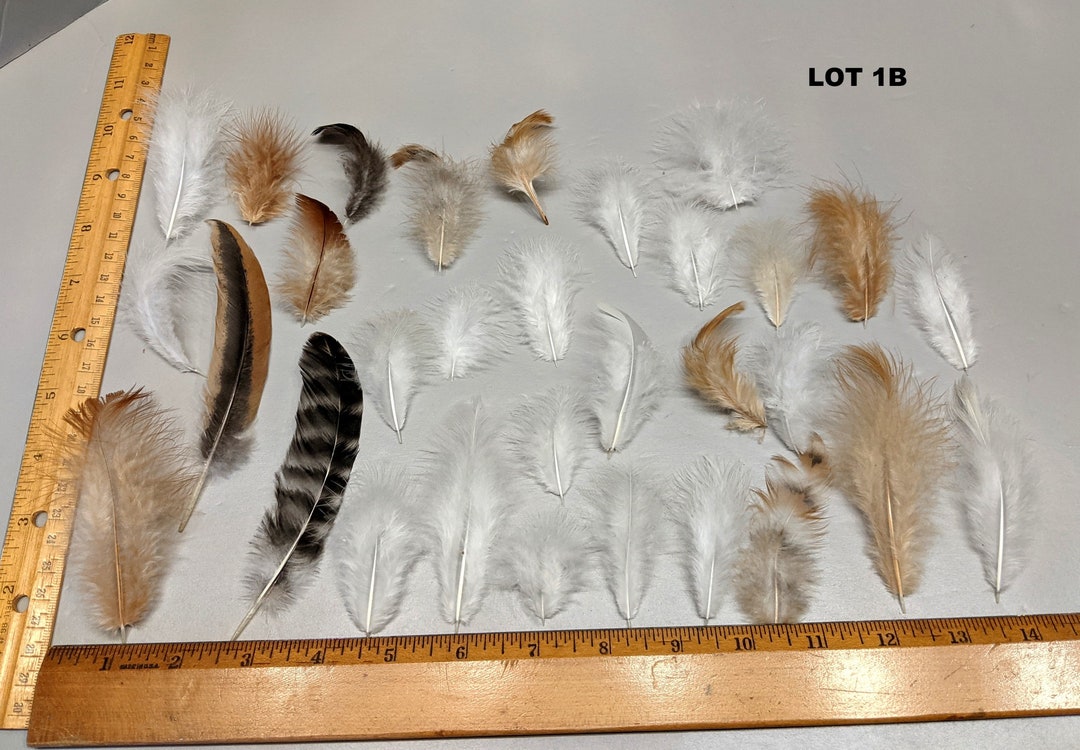 Feathers Miniature Feathers Eco Real Bird Feathers Ethical Natural Chicken Feathers For Crafts