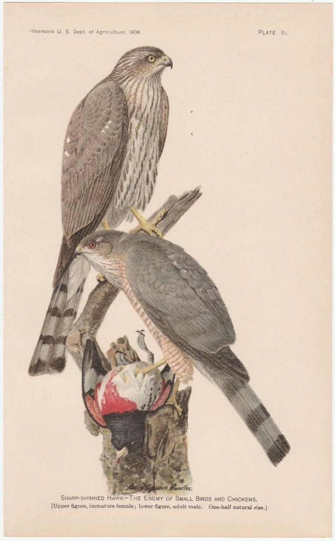 Sharp-shinned Hawk Bird Print From Yearbook US Dept. of Agriculture by ...