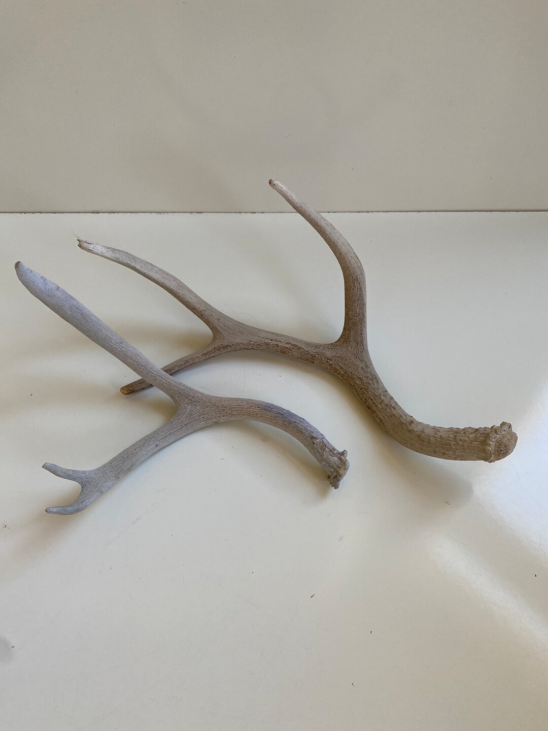 Vintage Deer Antlers Mule Deer Shed - Etsy