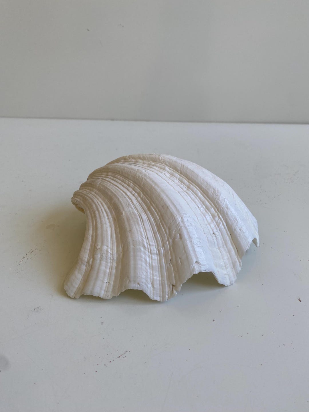 Vintage Tridacna Gigas Clamshell Half. 9 Inch - Etsy