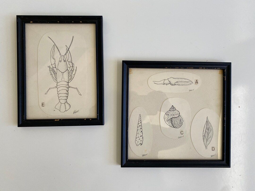 Vintage Framed Sea Specimen Drawings Signed - Etsy