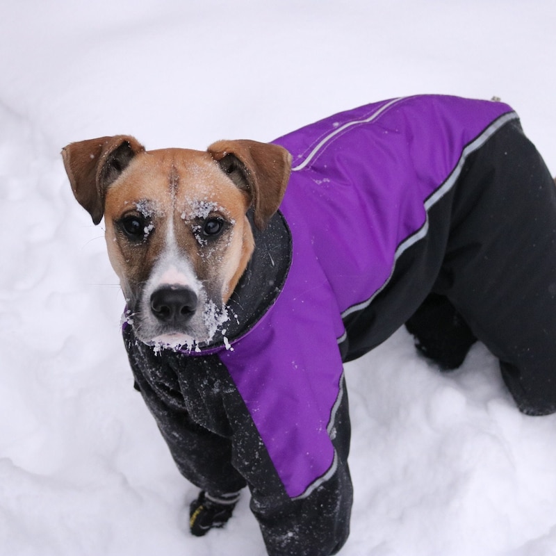 Dog Snowsuit With Boots - Etsy
