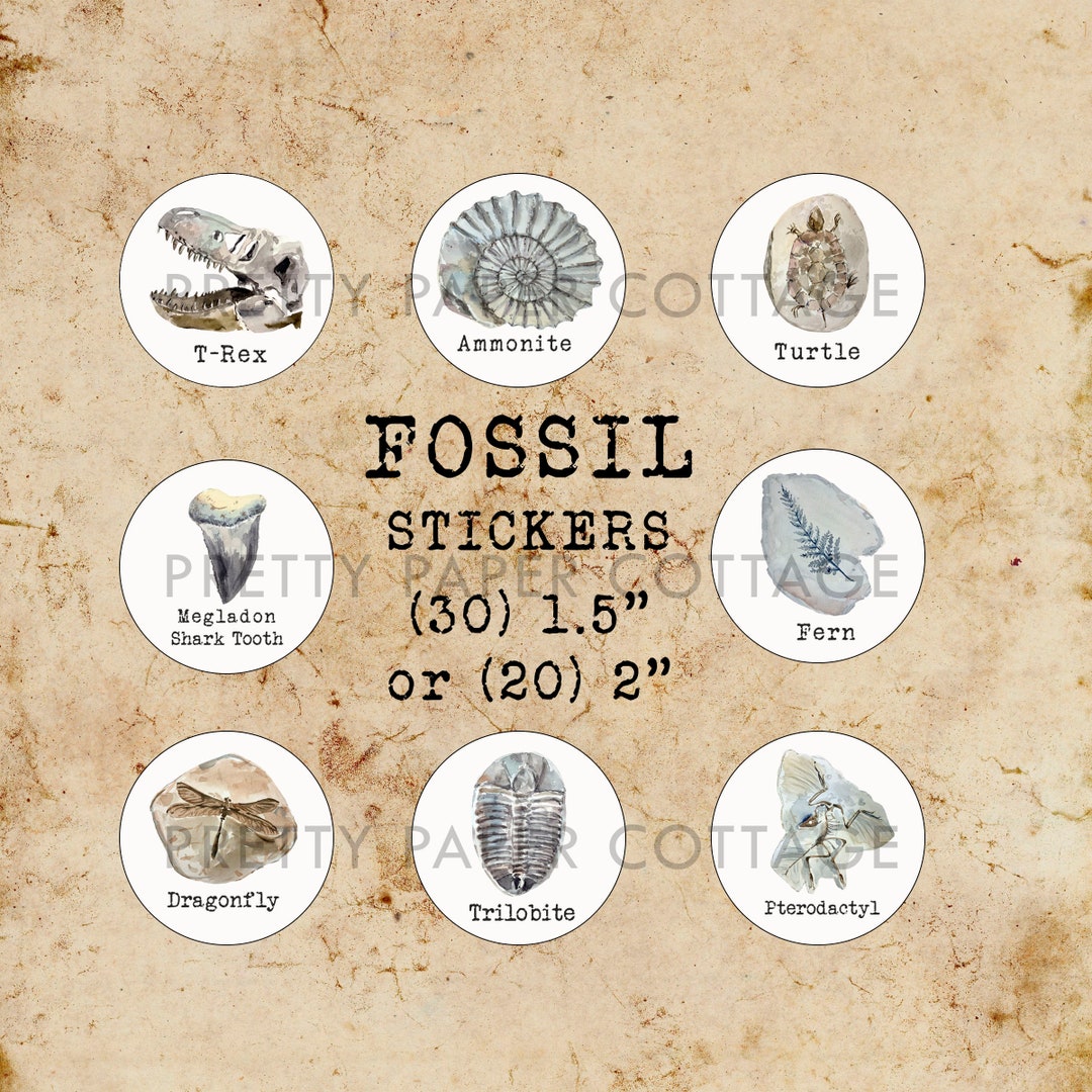 Fossil Stickers, Dinosaur, Fossils, Geology, Archeology, T-rex ...