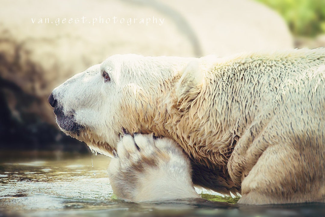 Polar Bear Scratching Itch Wild Life Digital Print - Etsy