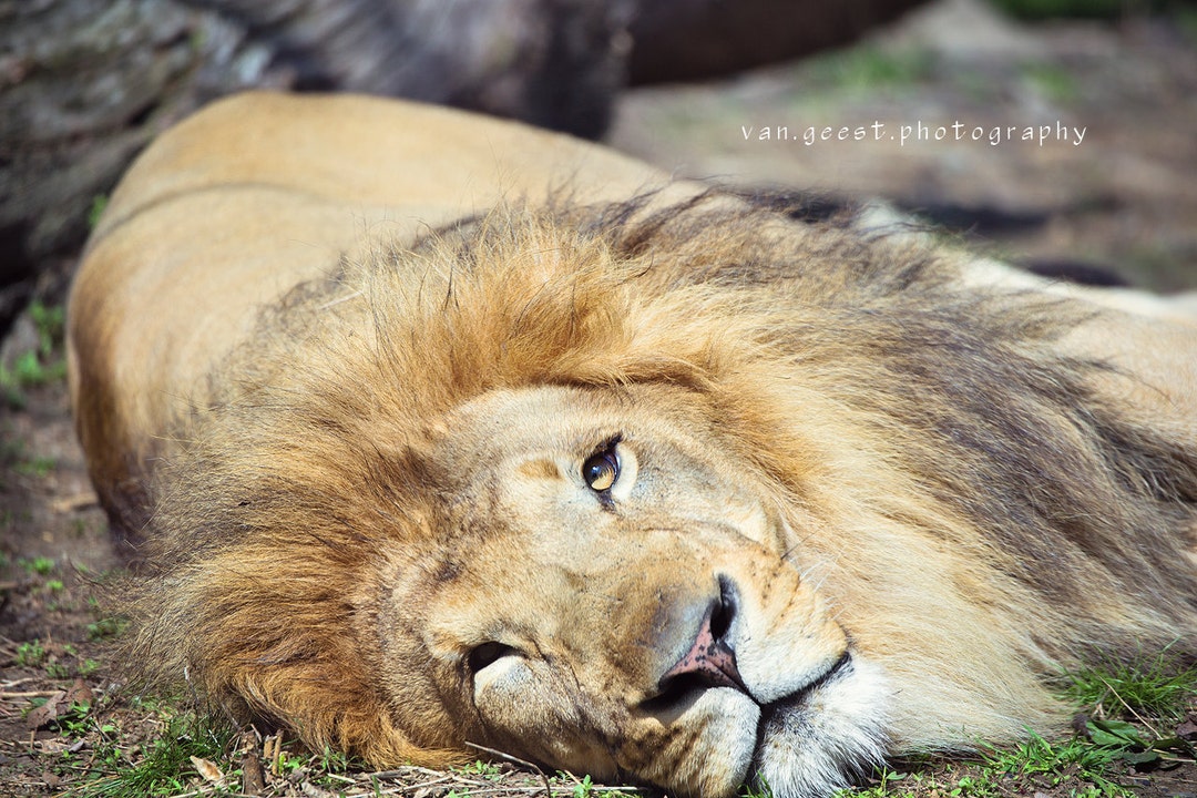 Lion at Rest Digital Wildlife Print, Lion Mane, Animals, Wild Animals ...