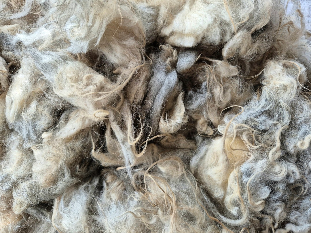 Gestrike Wool Whole Raw Fleece White and Grey, 1.2 Kg, No 718 - Etsy
