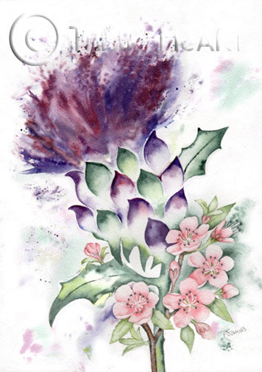 THISTLE PEACH BLOSSOM Scottish Art Print of Original Watercolour ...