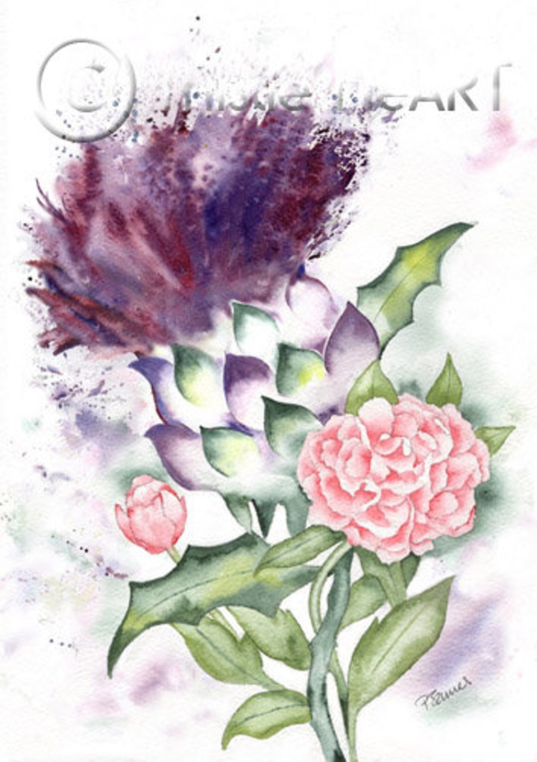 THISTLE PEONY Scottish Art Print of Original Watercolour Painting ...